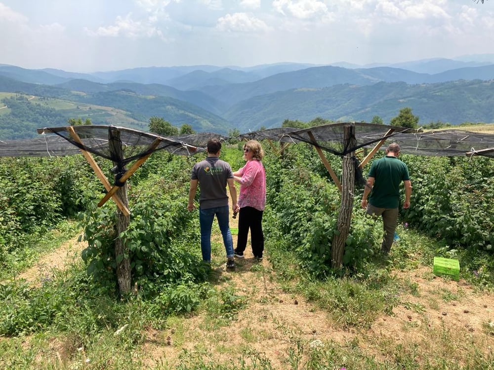 Climate-resilient systems to support Serbian berry farmers